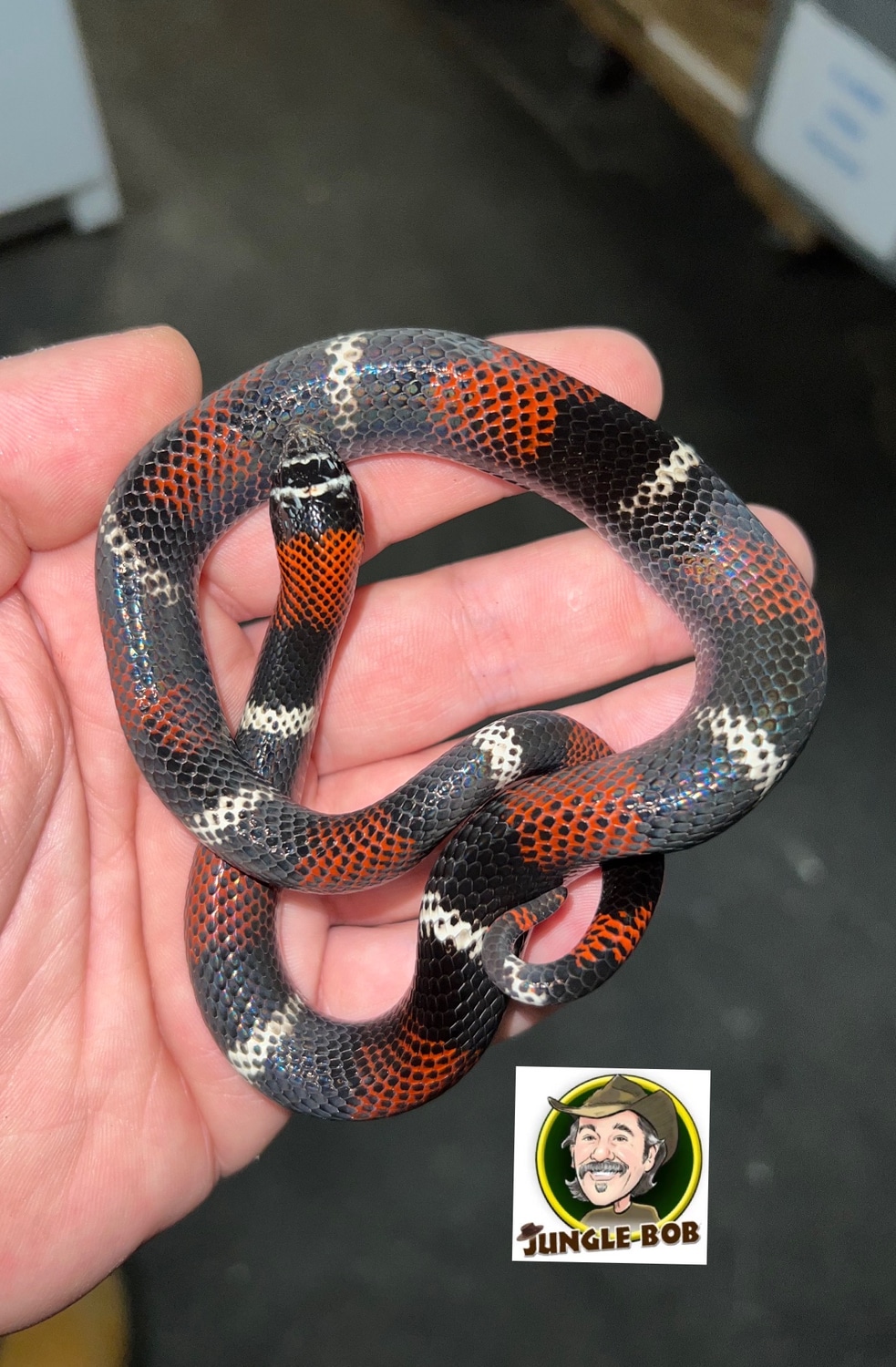 Tri-color Hognose by Jungle Bob's Reptile World - MorphMarket