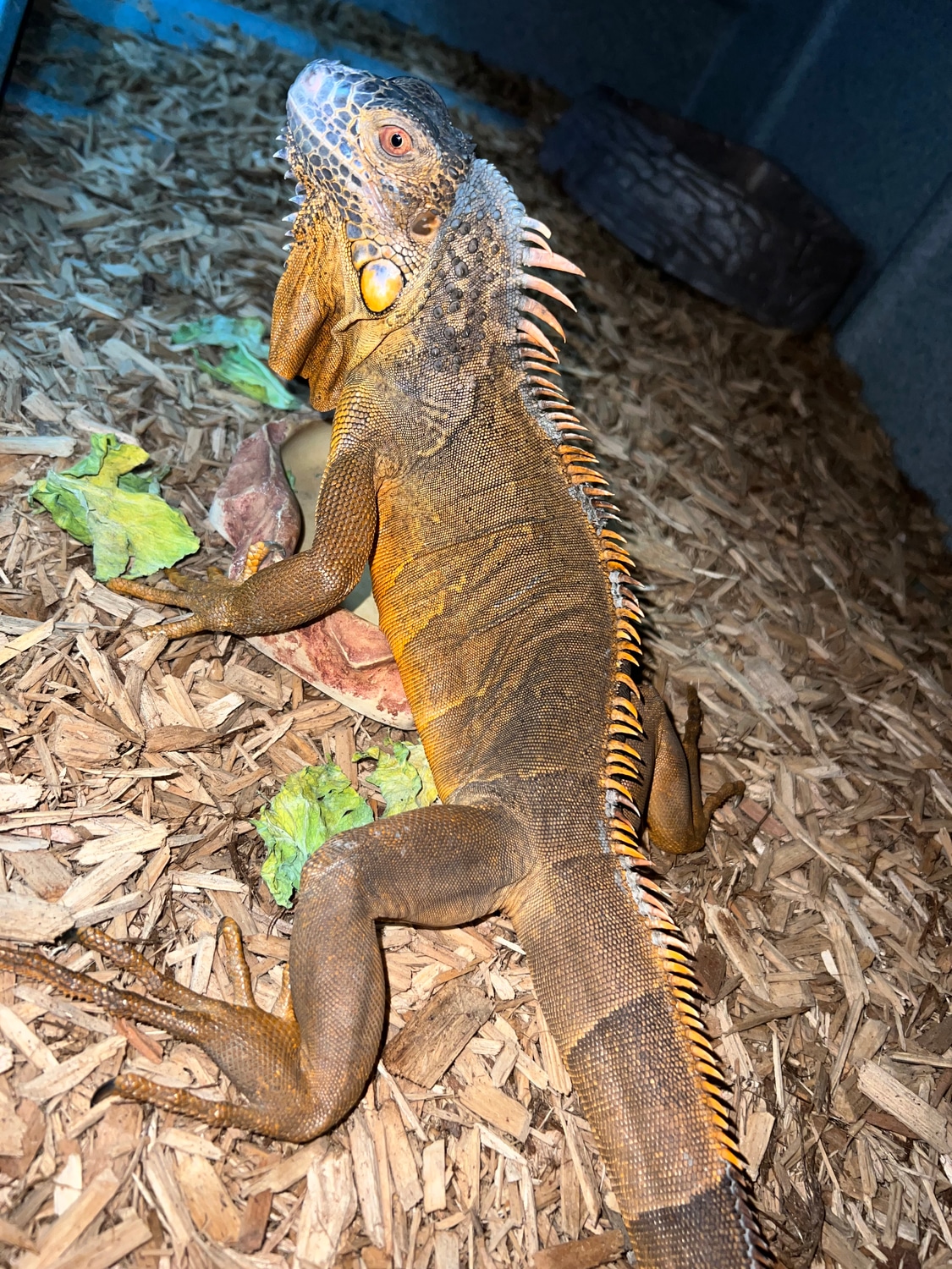 Red Green Iguana by Jungle Bob's Reptile World - MorphMarket