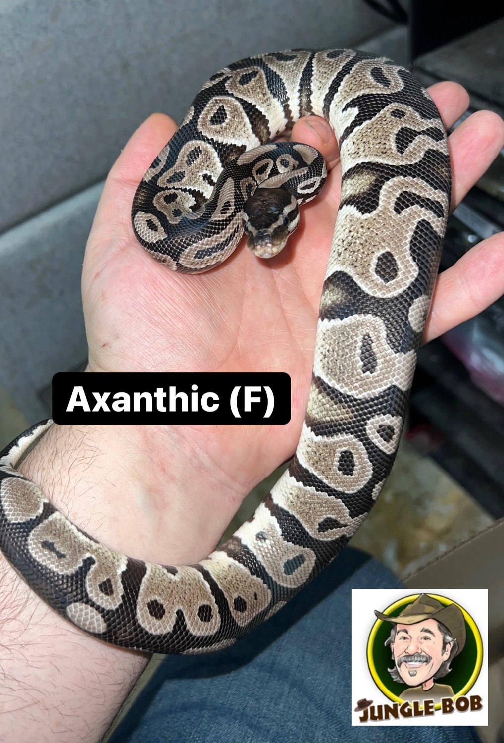 Axanthi VPI Ball Python by Jungle Bob's Reptile World - MorphMarket