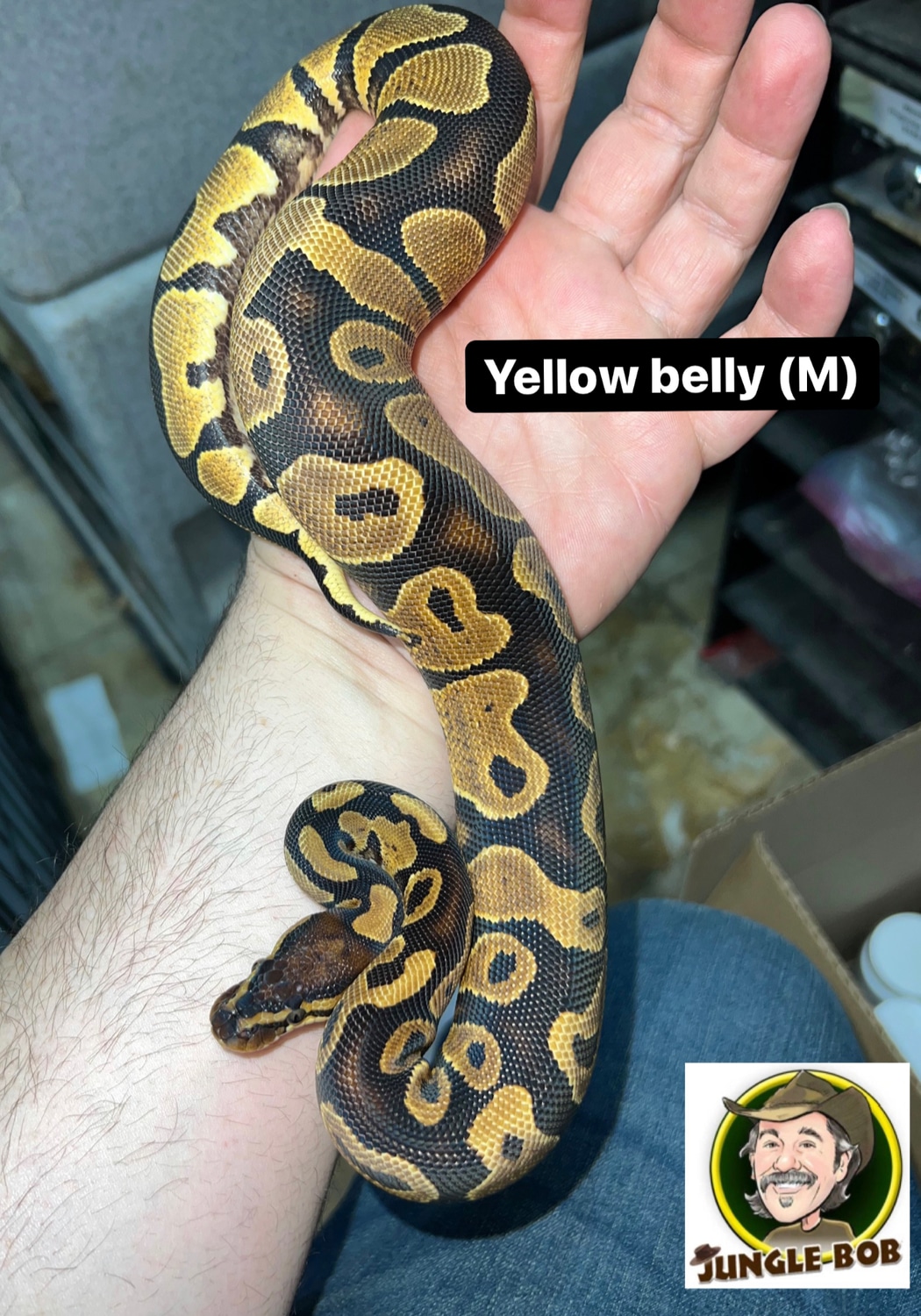 Yellow Belly Ball Python by Jungle Bob's Reptile World - MorphMarket