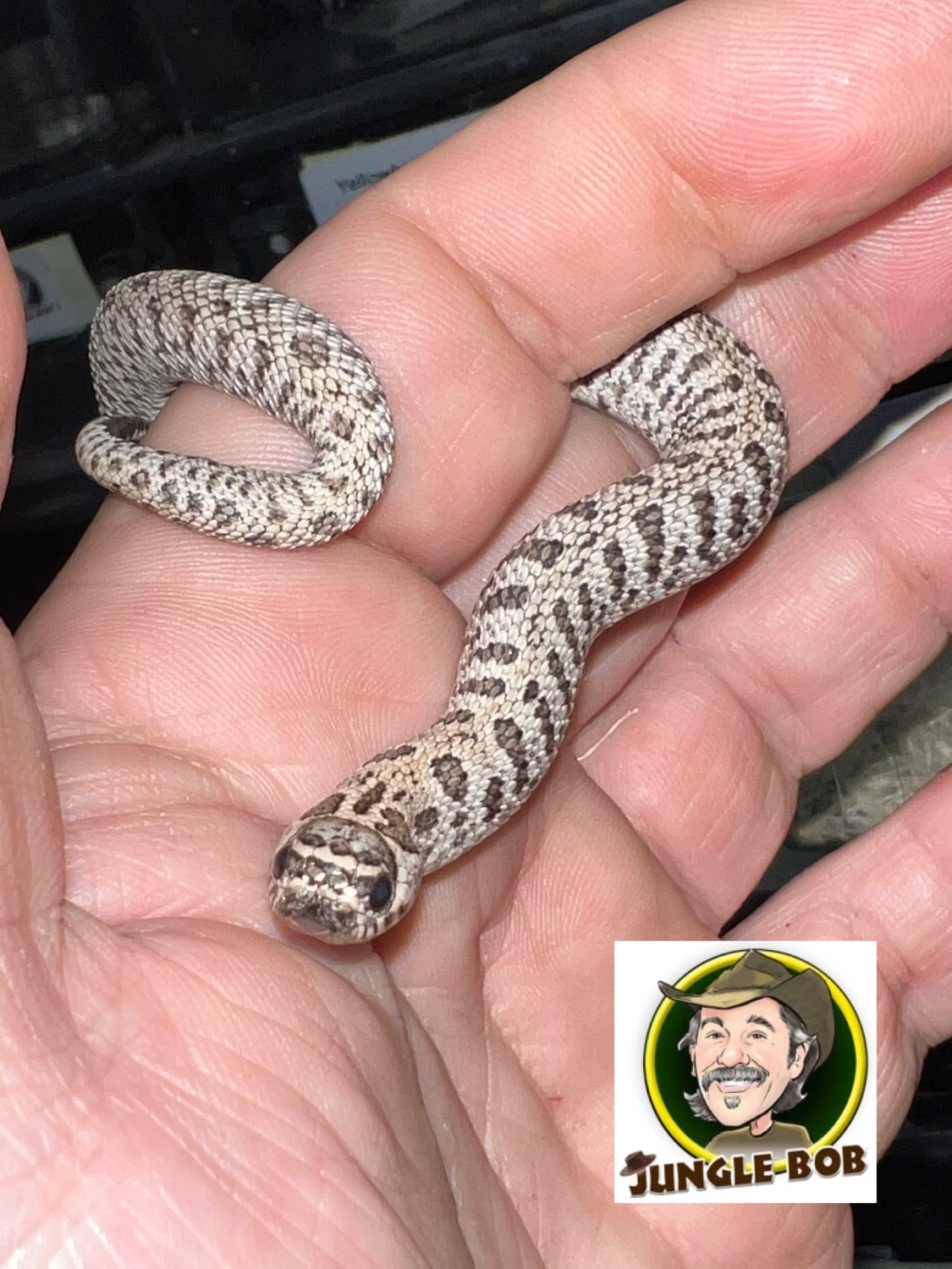 Super Arctic Western Hognose by Jungle Bob's Reptile World - MorphMarket