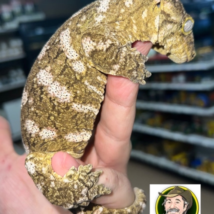 Jungle Bob's Reptile World - MorphMarket