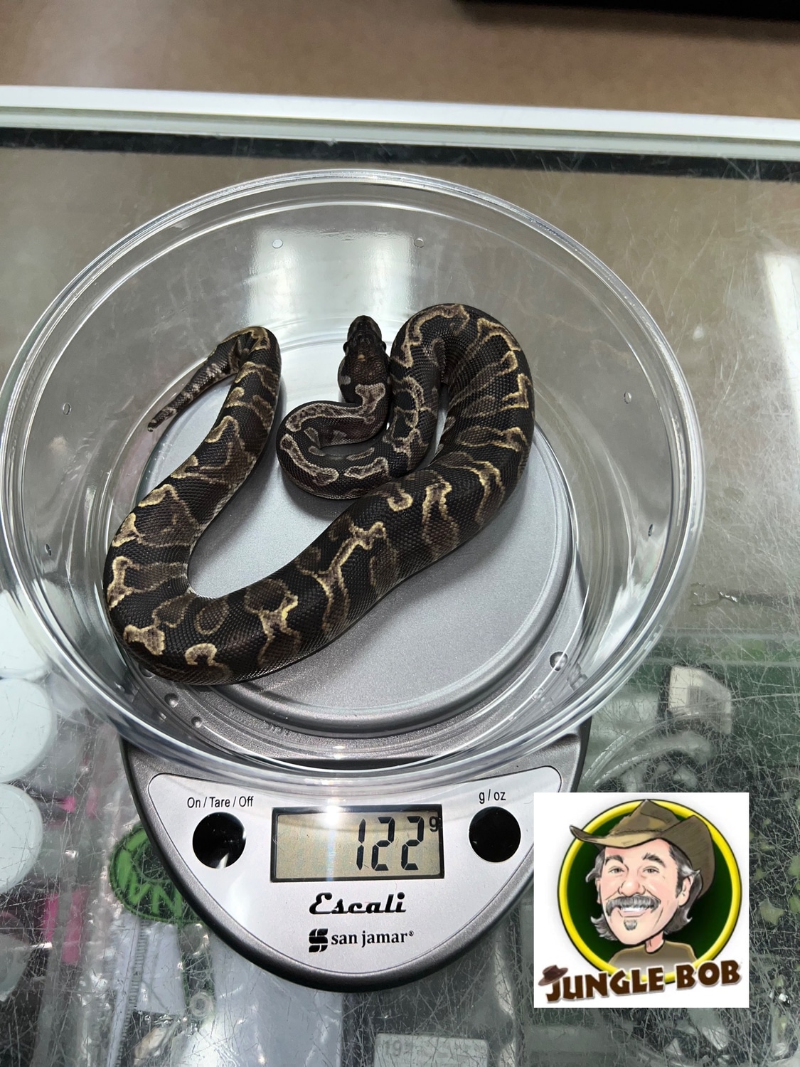 Super GHI Ball Python by Jungle Bob's Reptile World - MorphMarket