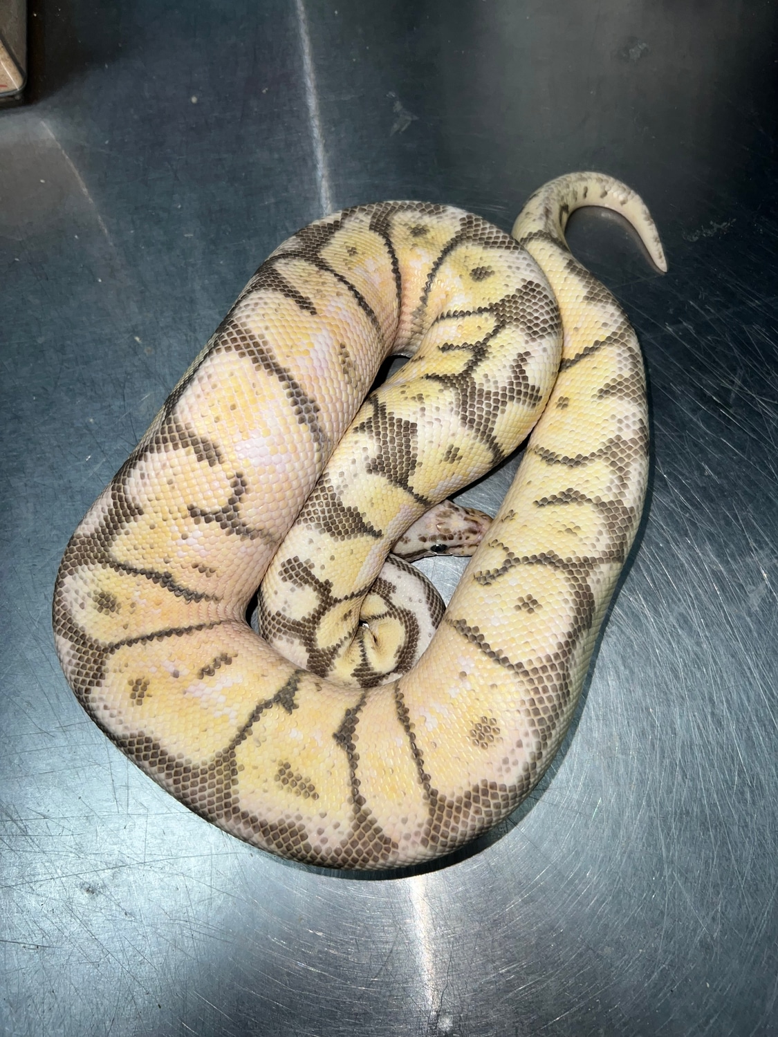 Killer Bee Ball Python by Jungle Bob's Reptile World - MorphMarket
