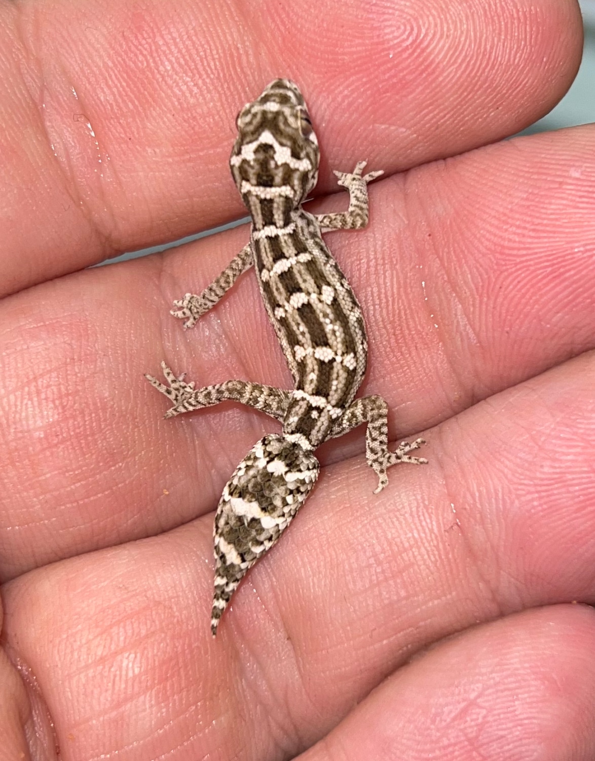 Viper Geckos More Gecko by Jungle Bob's Reptile World - MorphMarket