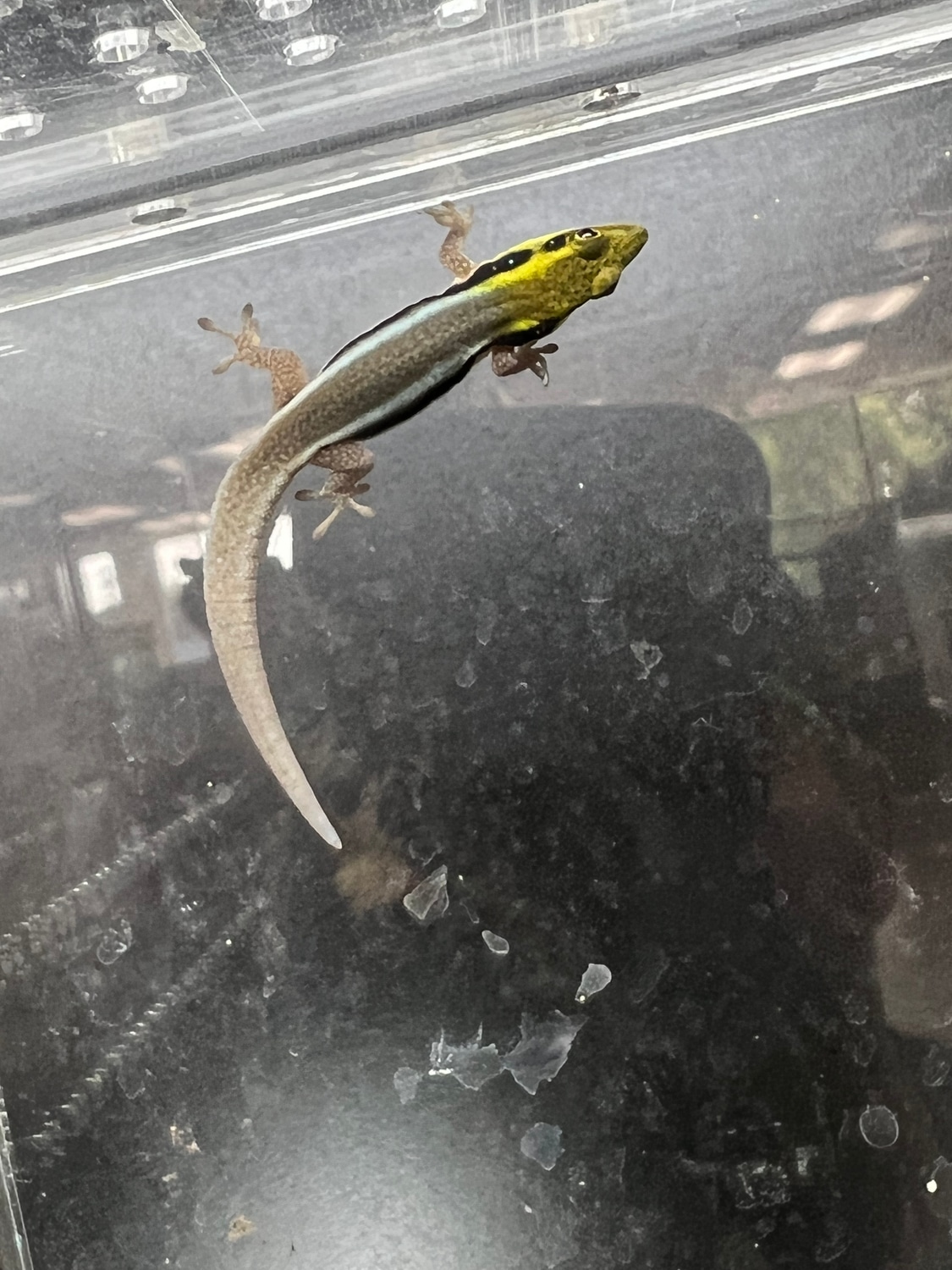 Neon Day Gecko by Jungle Bob's Reptile World - MorphMarket