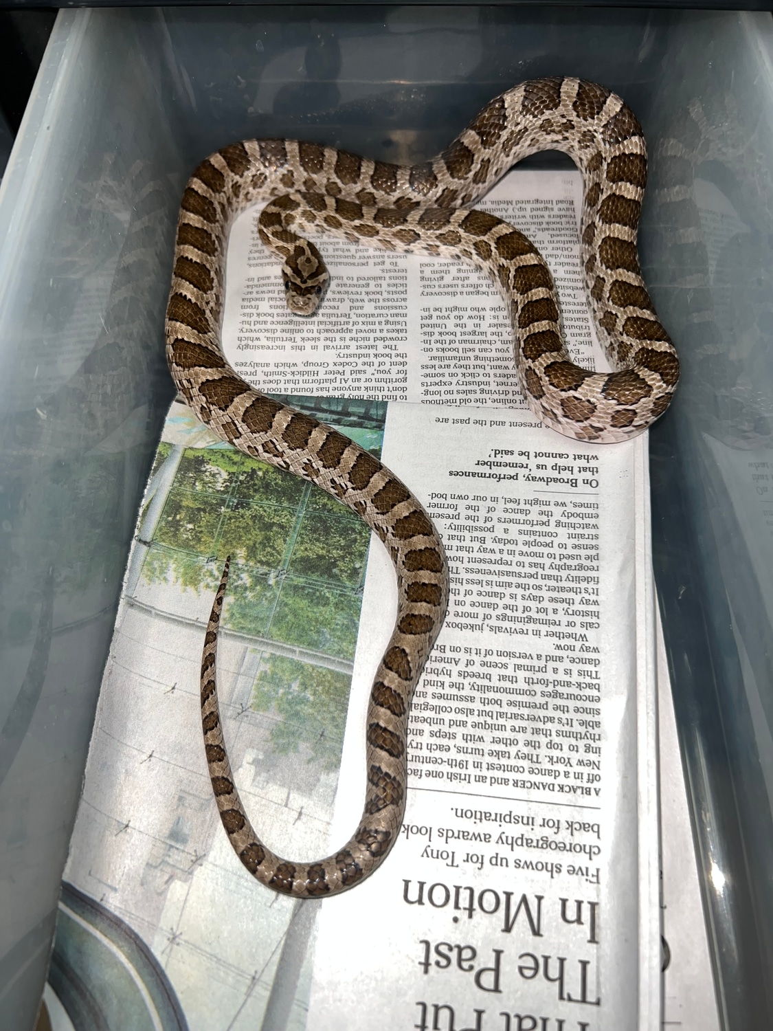 Emory Great Plains Other Rat Snake by Jungle Bob's Reptile World ...