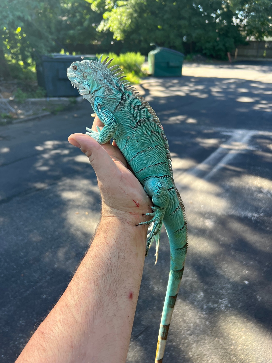Axanthic Blue Green Iguana by Jungle Bob's Reptile World - MorphMarket