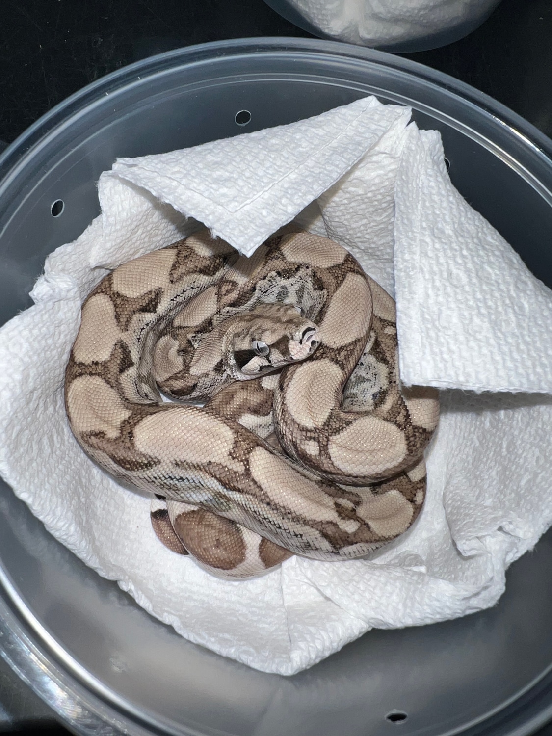Ghost Boa Boa Constrictor by Jungle Bob's Reptile World - MorphMarket