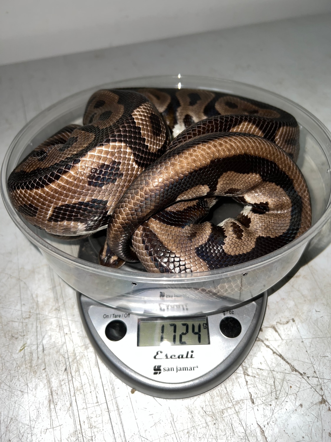 Leopard 100% HET Piebald Ball Python by Jungle Bob's Reptile World ...