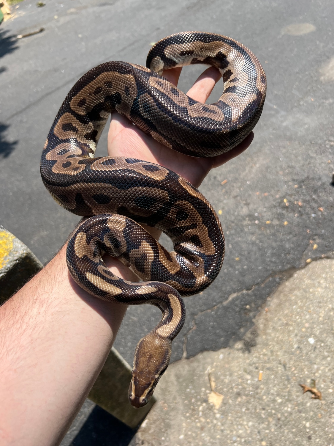 Leopard 100% HET Piebald Ball Python by Jungle Bob's Reptile World ...