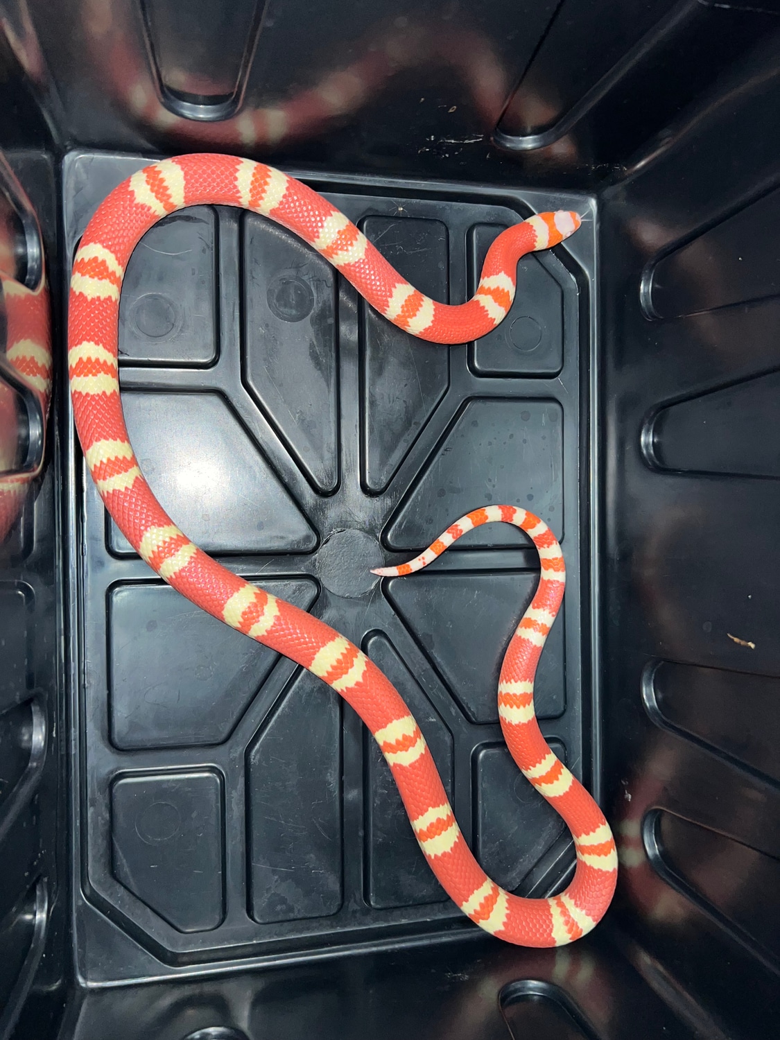 Albino Tangerine Honduran Milk Snake by Jungle Bob's Reptile World ...