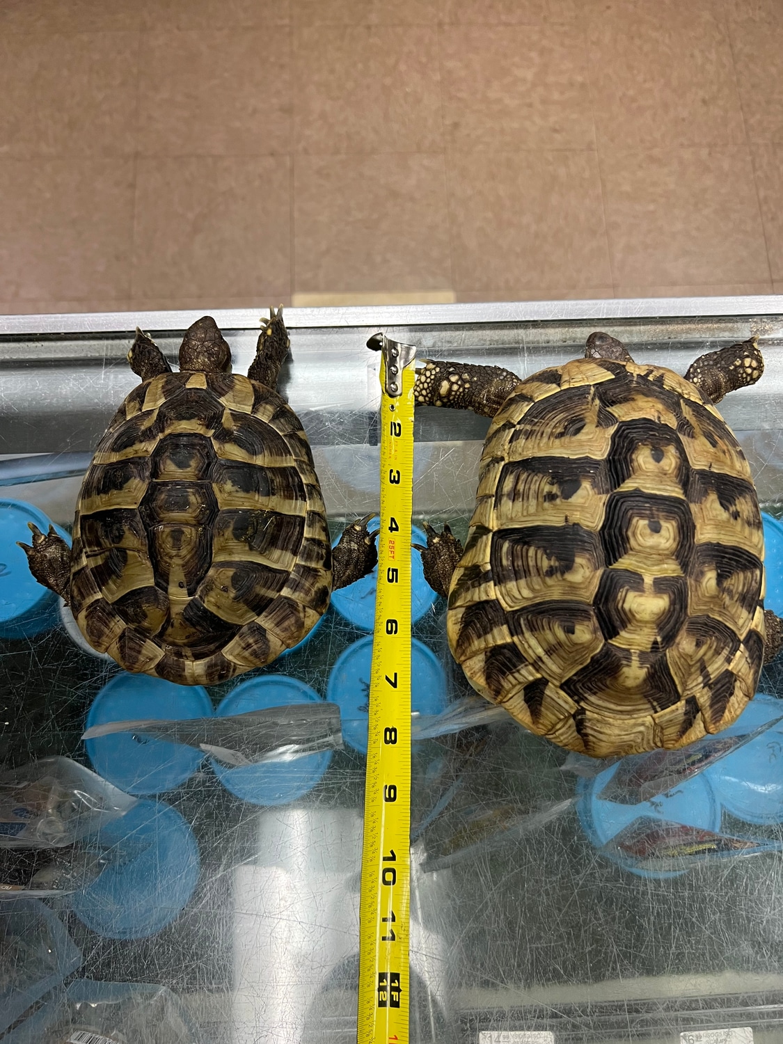 Adult Female Hermann's Tortoise by Jungle Bob's Reptile World - MorphMarket