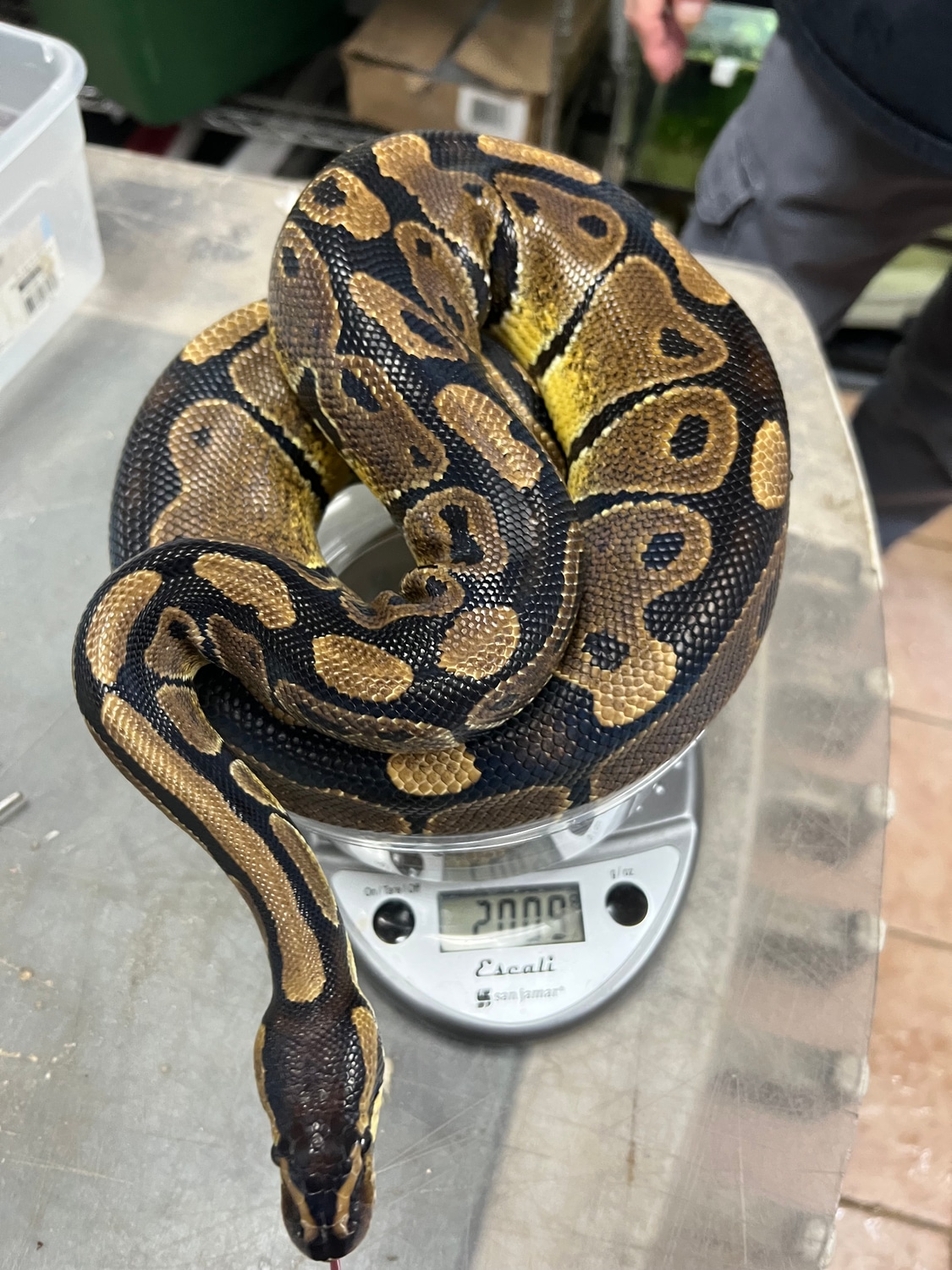 Yellow Belly Ball Python by Jungle Bob's Reptile World - MorphMarket