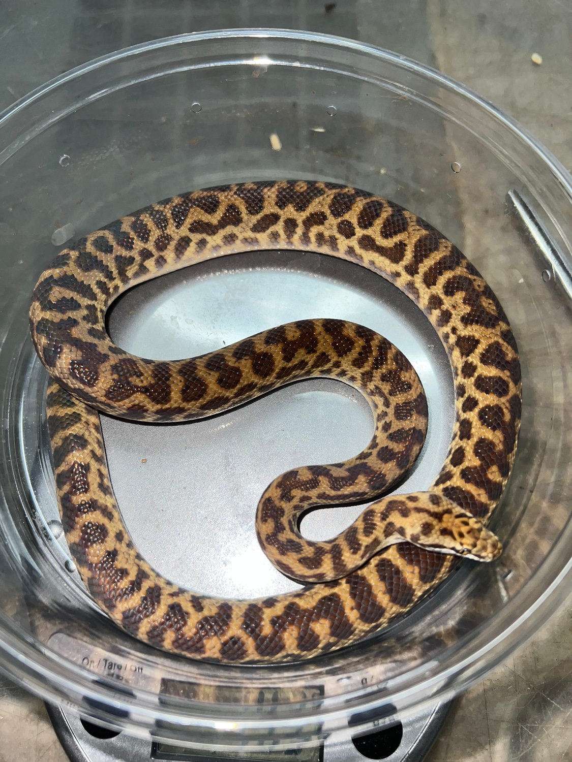 Female Spotted Python By Jungle Bobs Reptile World Morphmarket