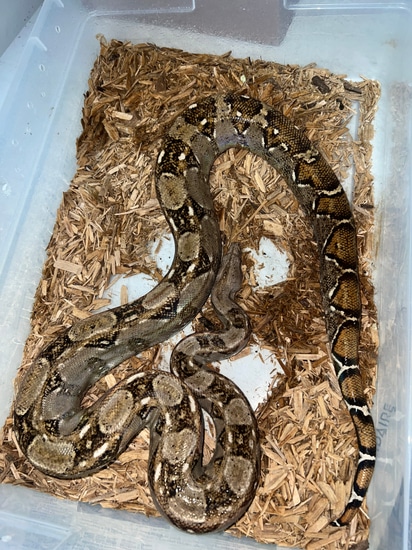 Female Boa Boa Constrictor by Jungle Bob's Reptile World