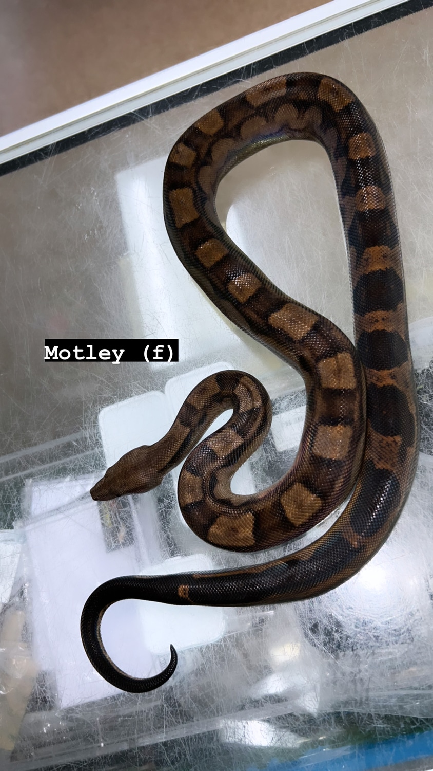 Motley Boa Constrictor by Jungle Bob's Reptile World - MorphMarket