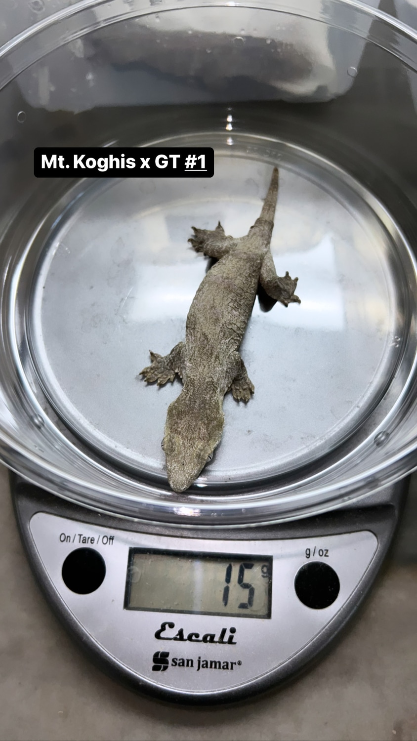 Mt. Koghis X GT Leachianus Gecko by Jungle Bob's Reptile World ...