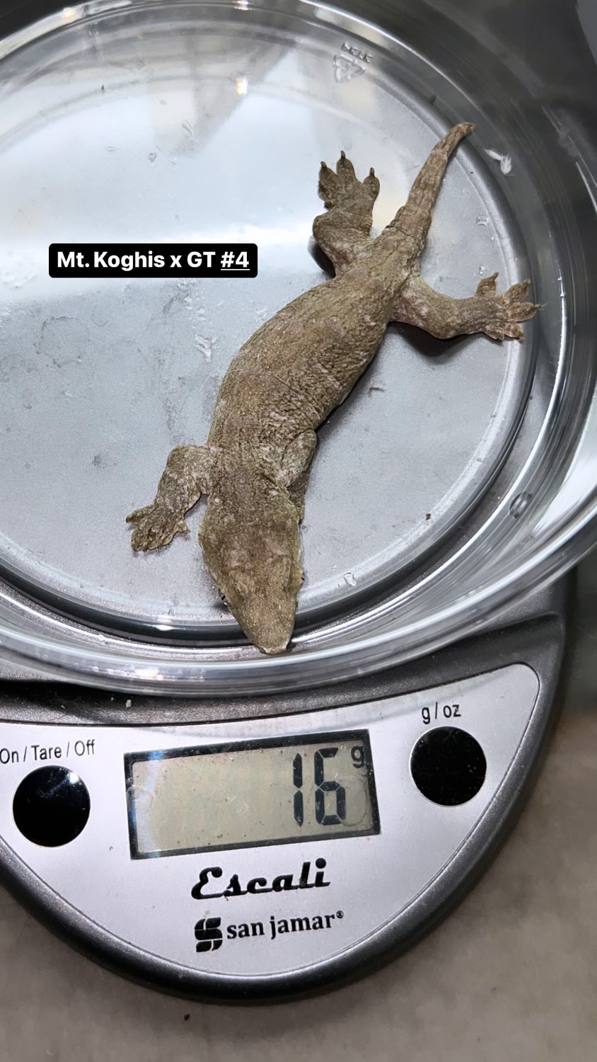 Mt. Koghis X GT Leachianus Gecko by Jungle Bob's Reptile World ...