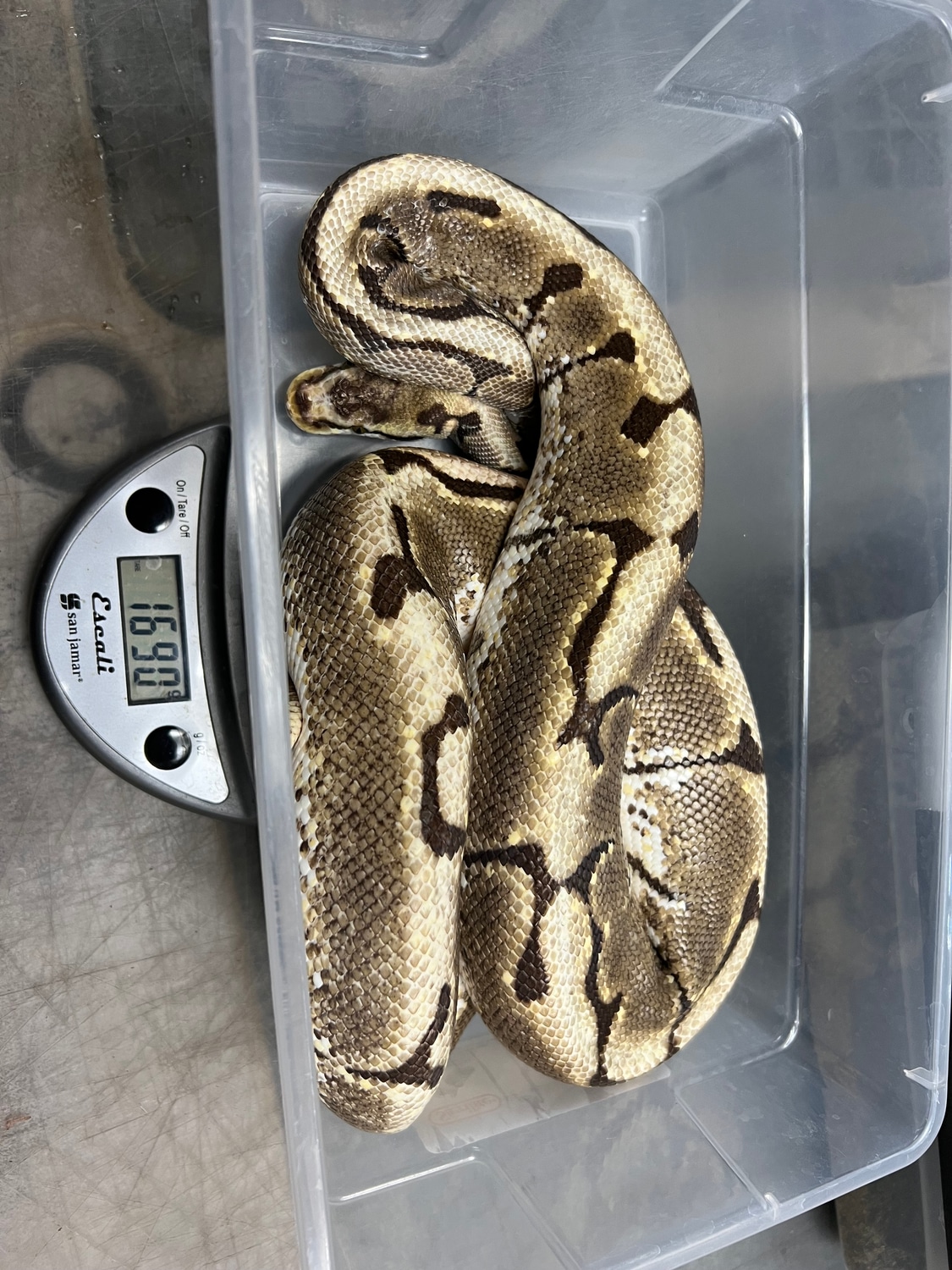 Spider Ball Python by Jungle Bob's Reptile World - MorphMarket
