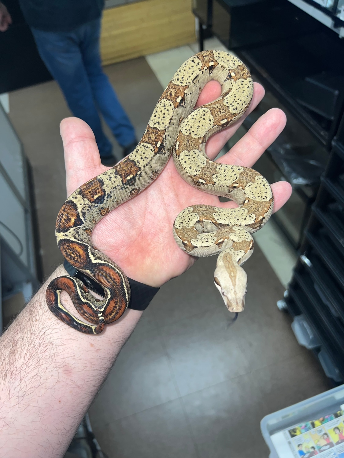 Colombian Red Tail Boa Constrictor by Jungle Bob's Reptile World ...