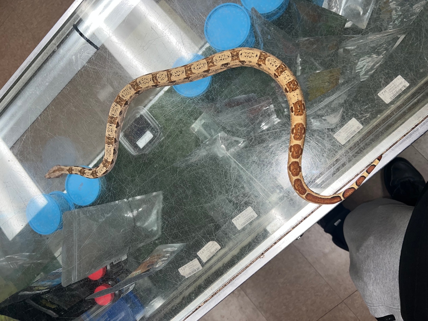 Colombian Red Tail Boa Constrictor by Jungle Bob's Reptile World ...