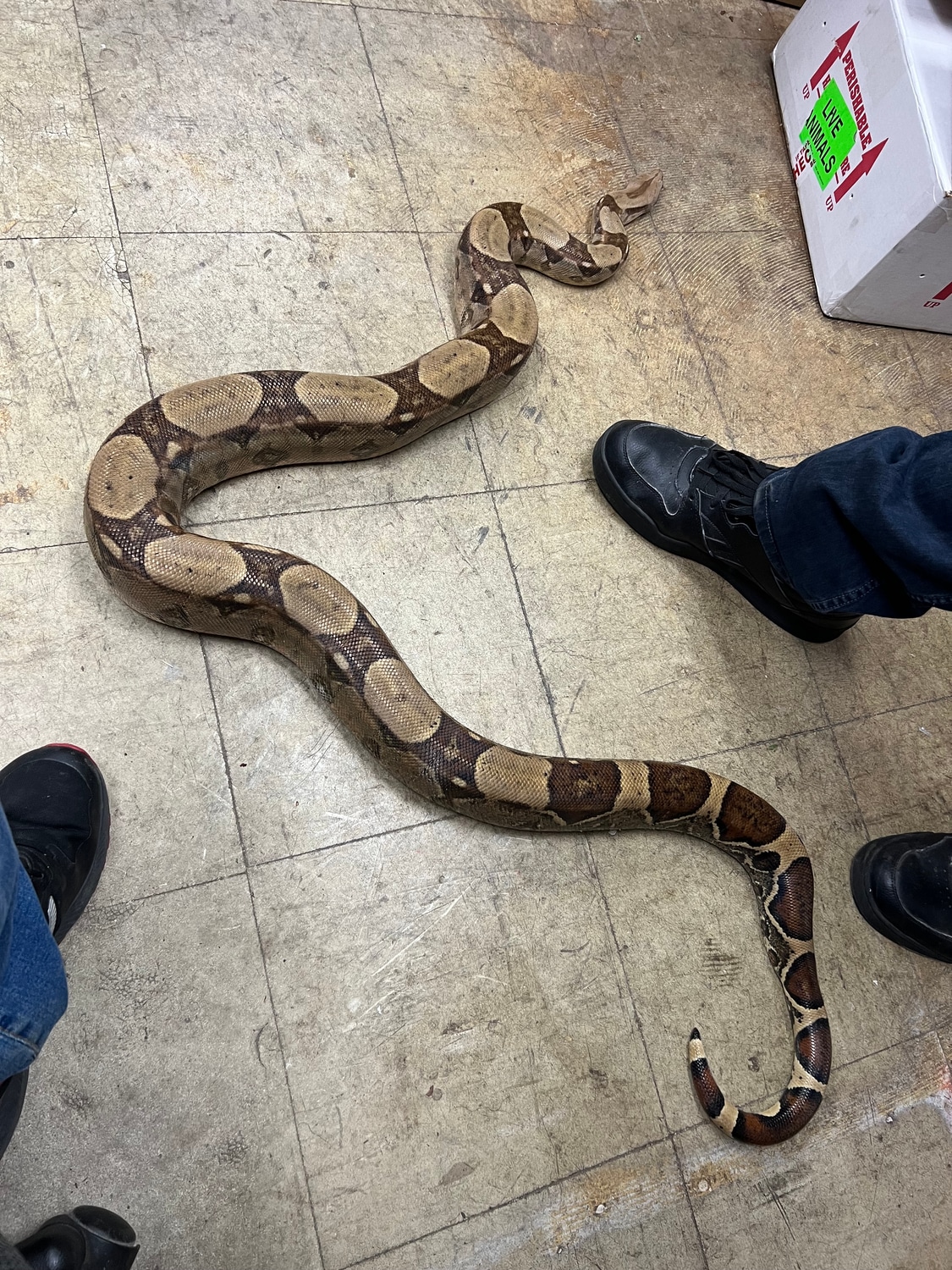Colombian Red Tail Boa Constrictor by Jungle Bob's Reptile World ...