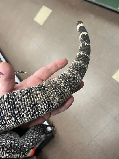 High White Stub Tail Ball Python by Jungle Bob's Reptile World