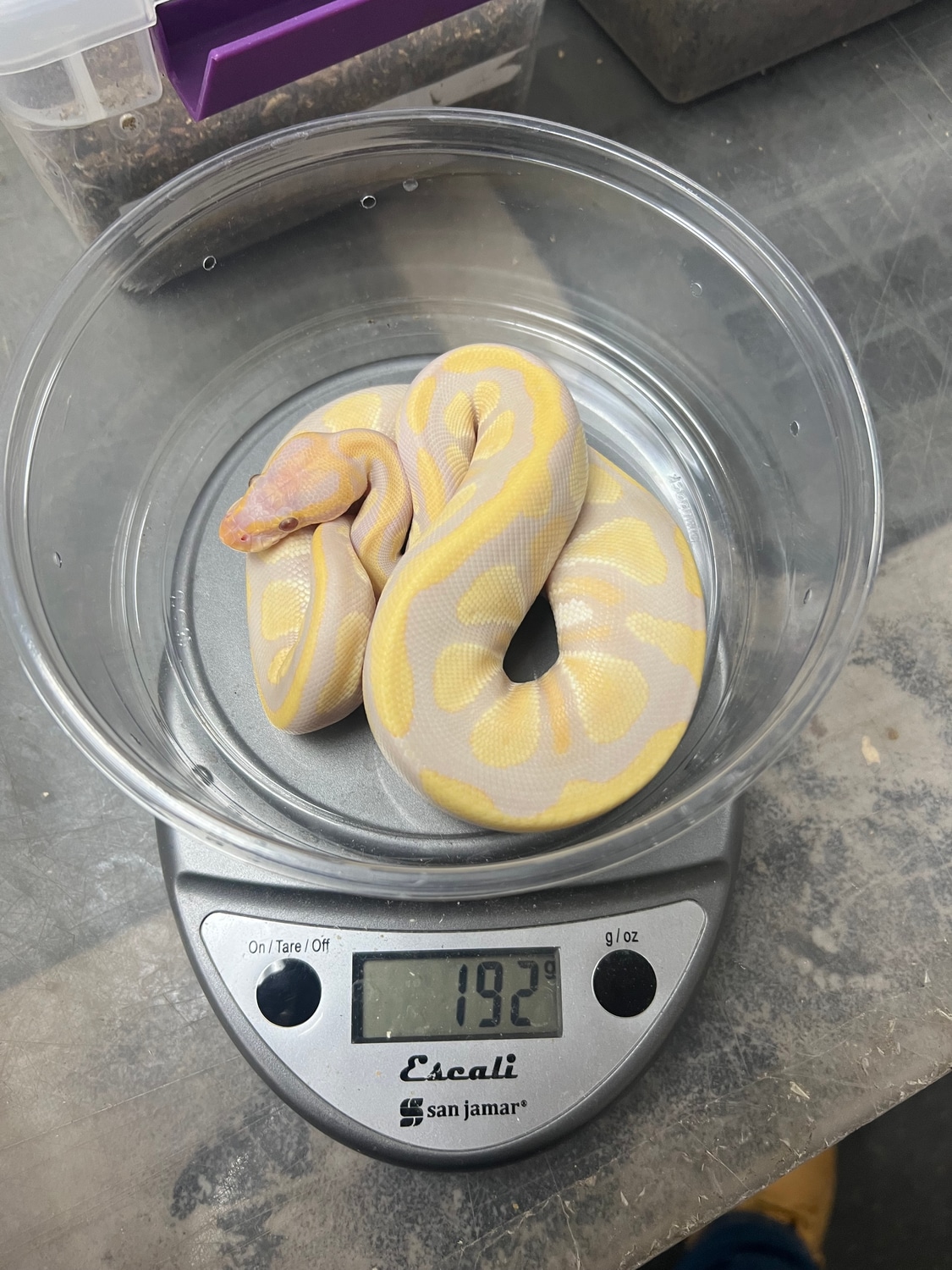Black Head Candy Ball Python by Jungle Bob's Reptile World - MorphMarket