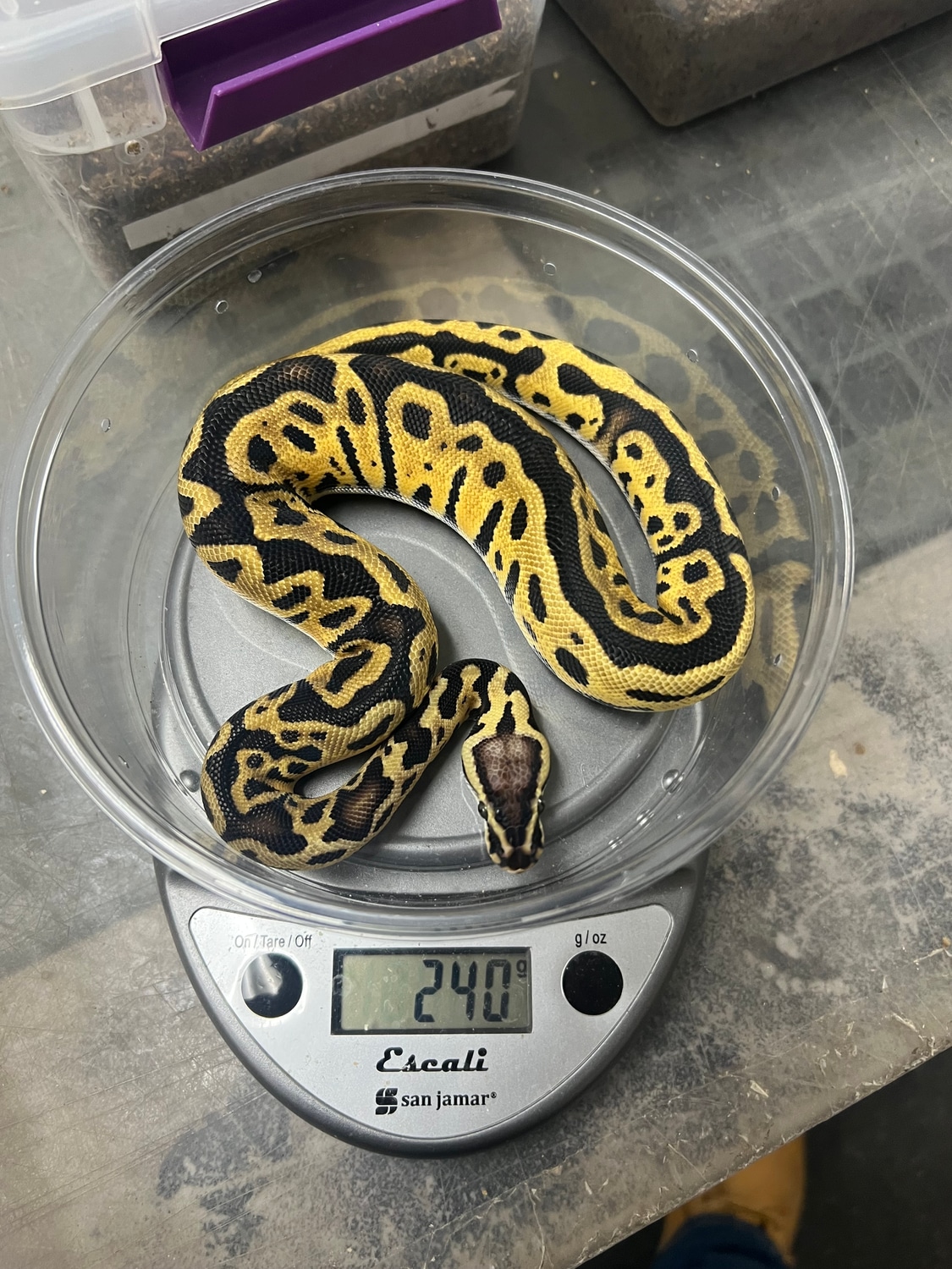 Pastel Leopard Ball Python by Jungle Bob's Reptile World - MorphMarket
