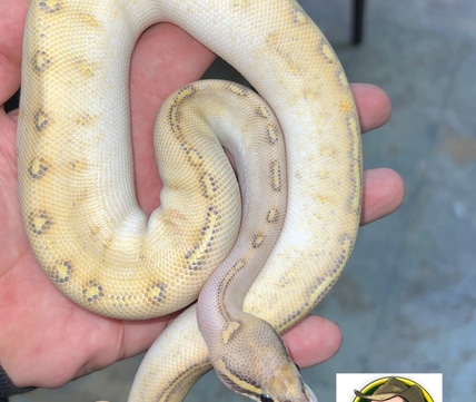 Jungle Bob's Reptile World - MorphMarket