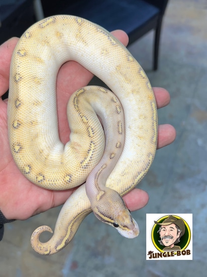 *DISCOUNT* GHI Highway Ball Python by Jungle Bob's Reptile World