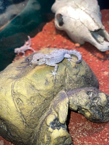(1 Left!) CB Scorpion Tailed Geckos (Pristurus Carteri) More Gecko by ...