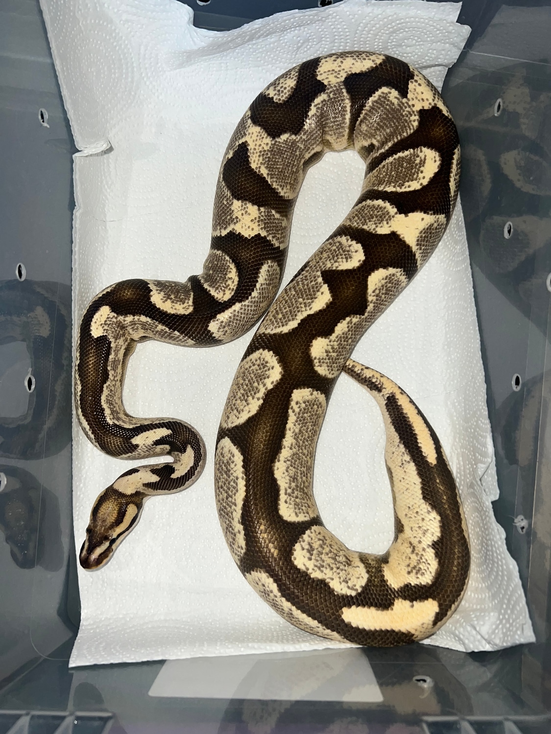 Orange Dream Yellow Belly Enchi Ball Python by Jungle Bob's Reptile ...