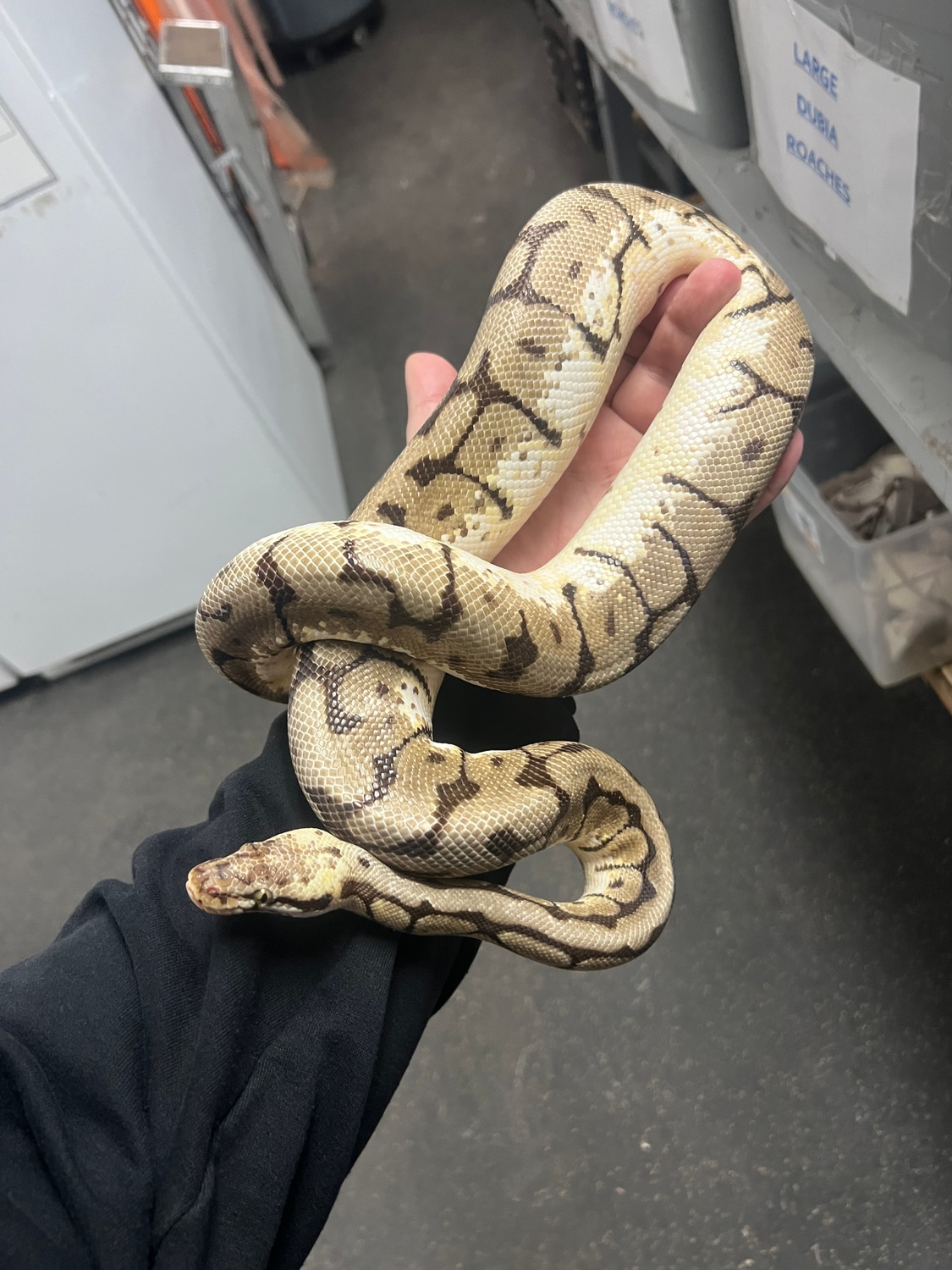 Bumble Bee Ball Python by Jungle Bob's Reptile World - MorphMarket