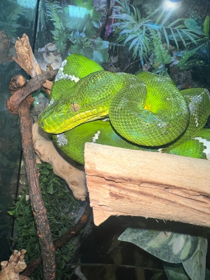 Emerald Northern Emerald Tree Boa by Jungle Bob's Reptile World