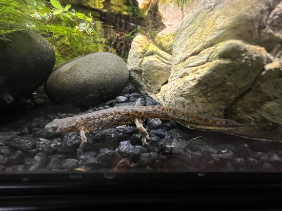 Spanish Ribbed Newts by Jungle Bob's Reptile World