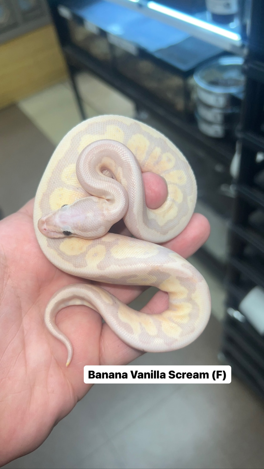 Banana Vanilla Scream Ball Python by Jungle Bob's Reptile World ...