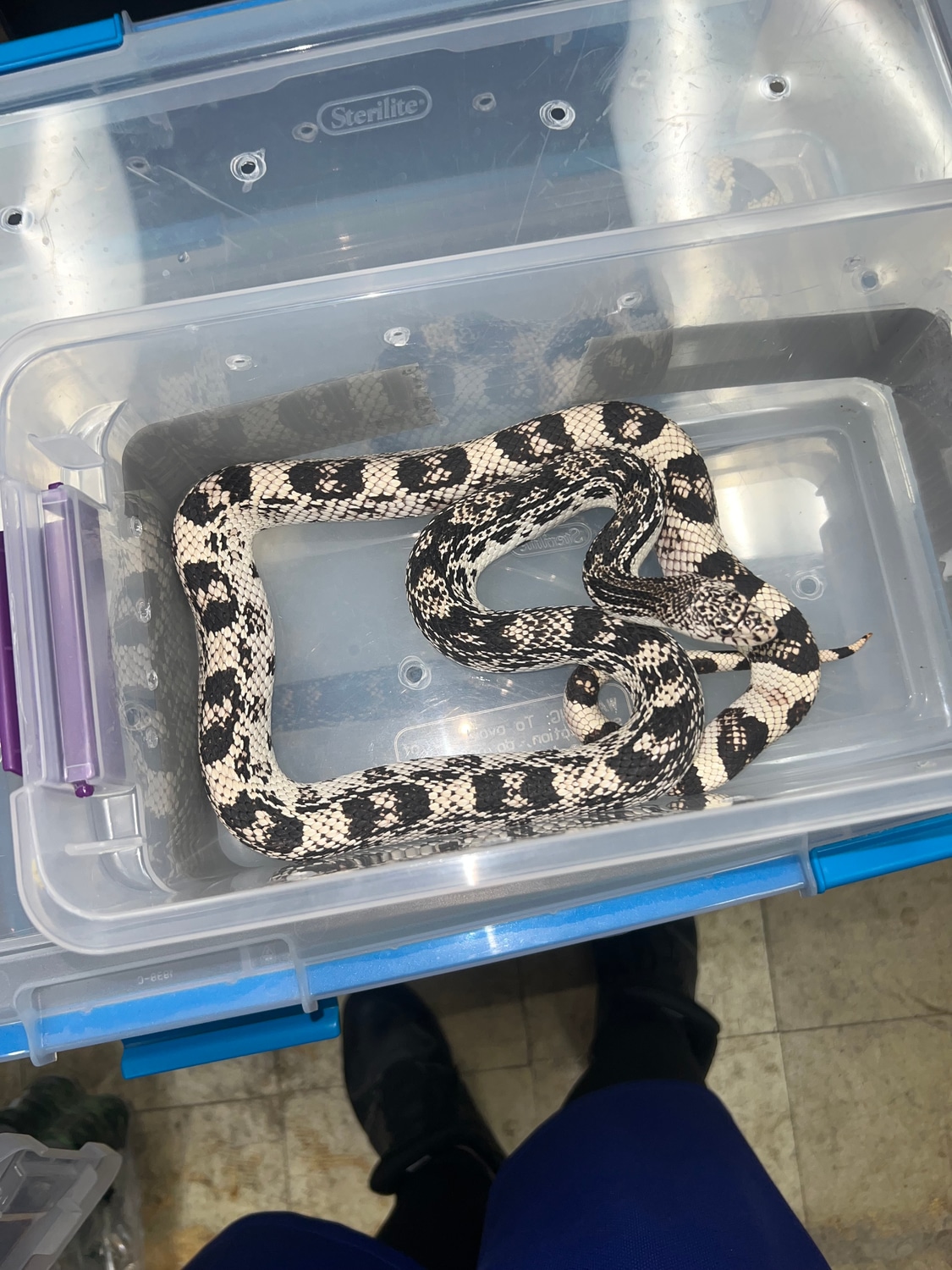 Ocean City Northern Pine Snake by Jungle Bob's Reptile World - MorphMarket