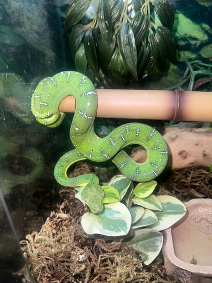 USACBB Emerald Tree Boa Juvenile Northern Emerald Tree Boa by Jungle ...