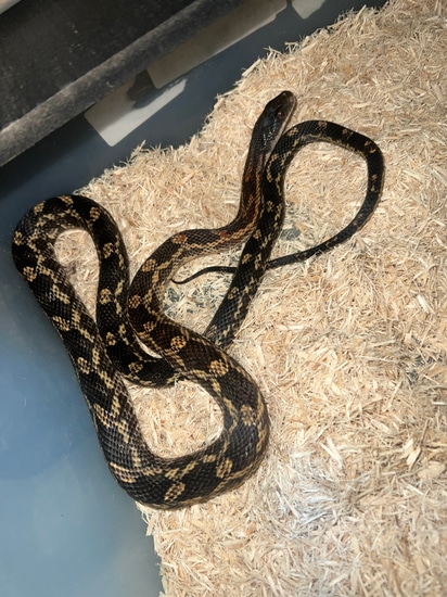 Texas Western Rat Snake by Jungle Bob's Reptile World