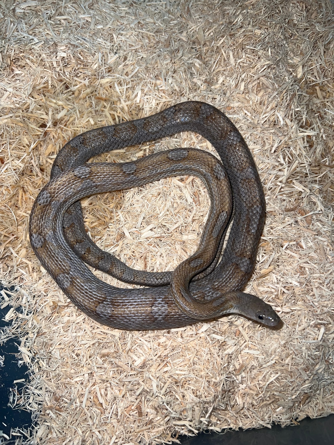 Motley...? Corn Snake by Jungle Bob's Reptile World - MorphMarket