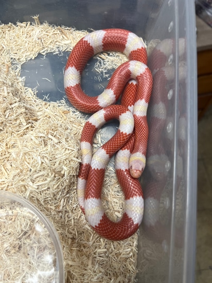 Albino Nelson's Milk Snake by Jungle Bob's Reptile World