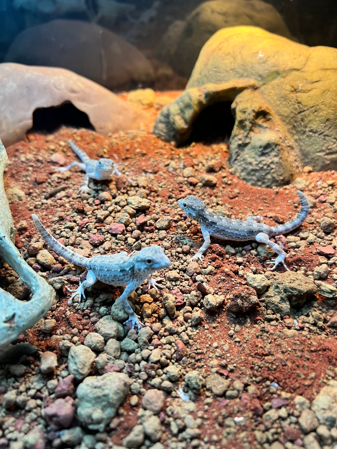 Scorpion Tail Gecko More Gecko by Jungle Bob's Reptile World - MorphMarket