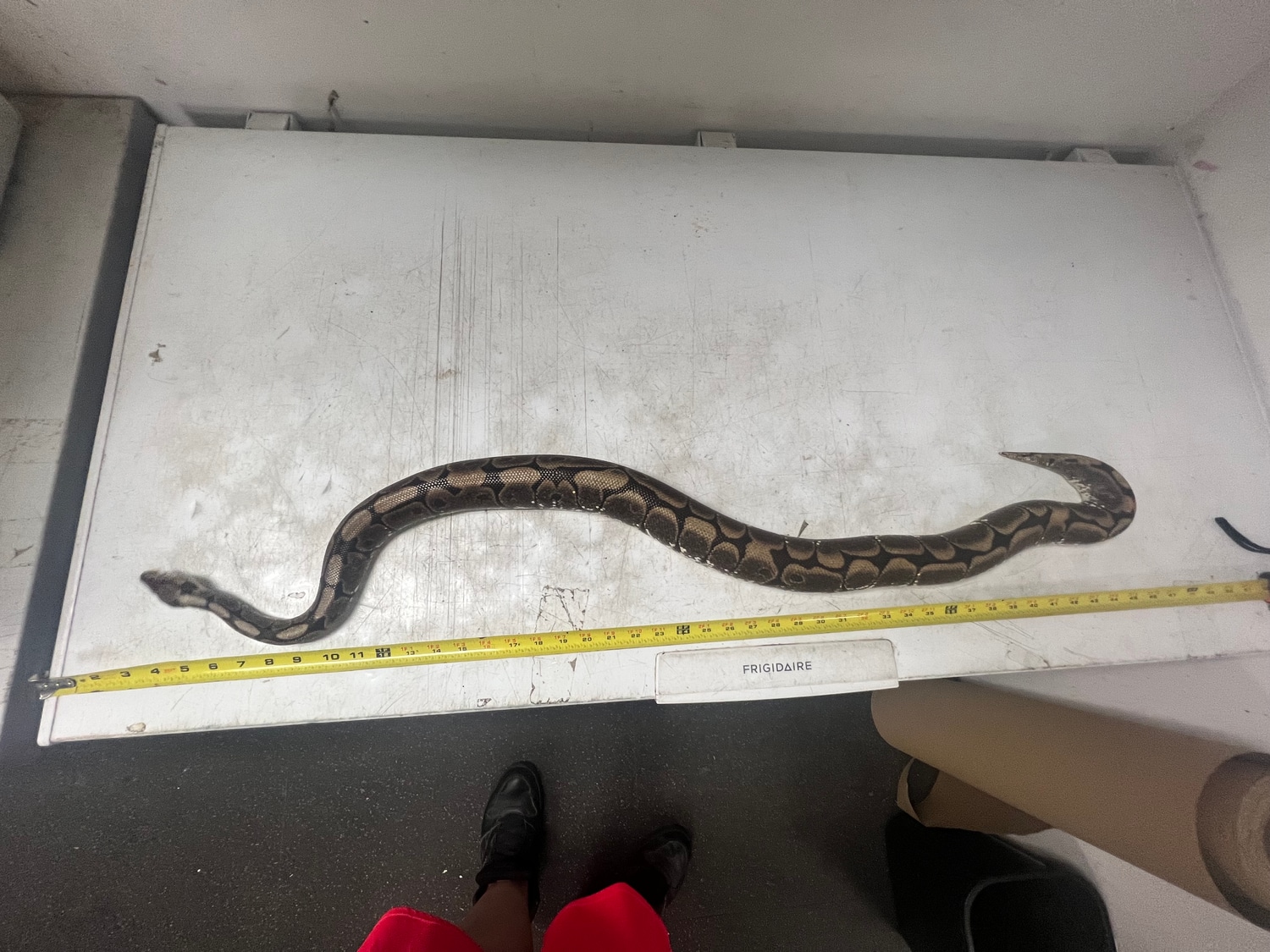 Spider Ball Python by Jungle Bob's Reptile World - MorphMarket