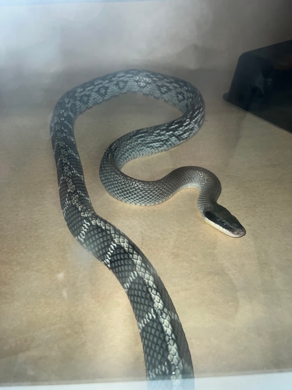 Blue Beauty Snake Beauty Rat Snake by Jungle Bob's Reptile World