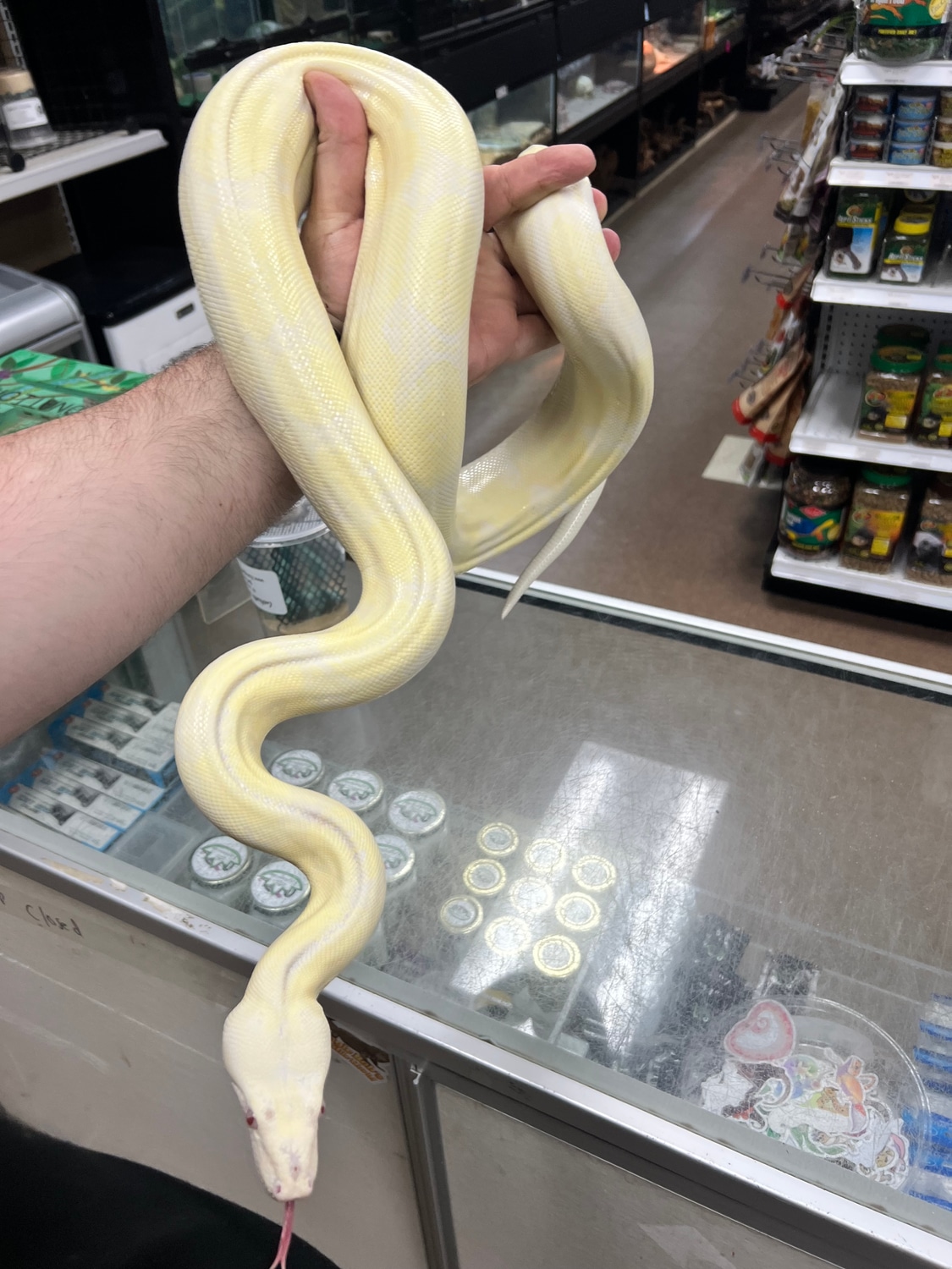 Snow Boa Constrictor by Jungle Bob's Reptile World - MorphMarket