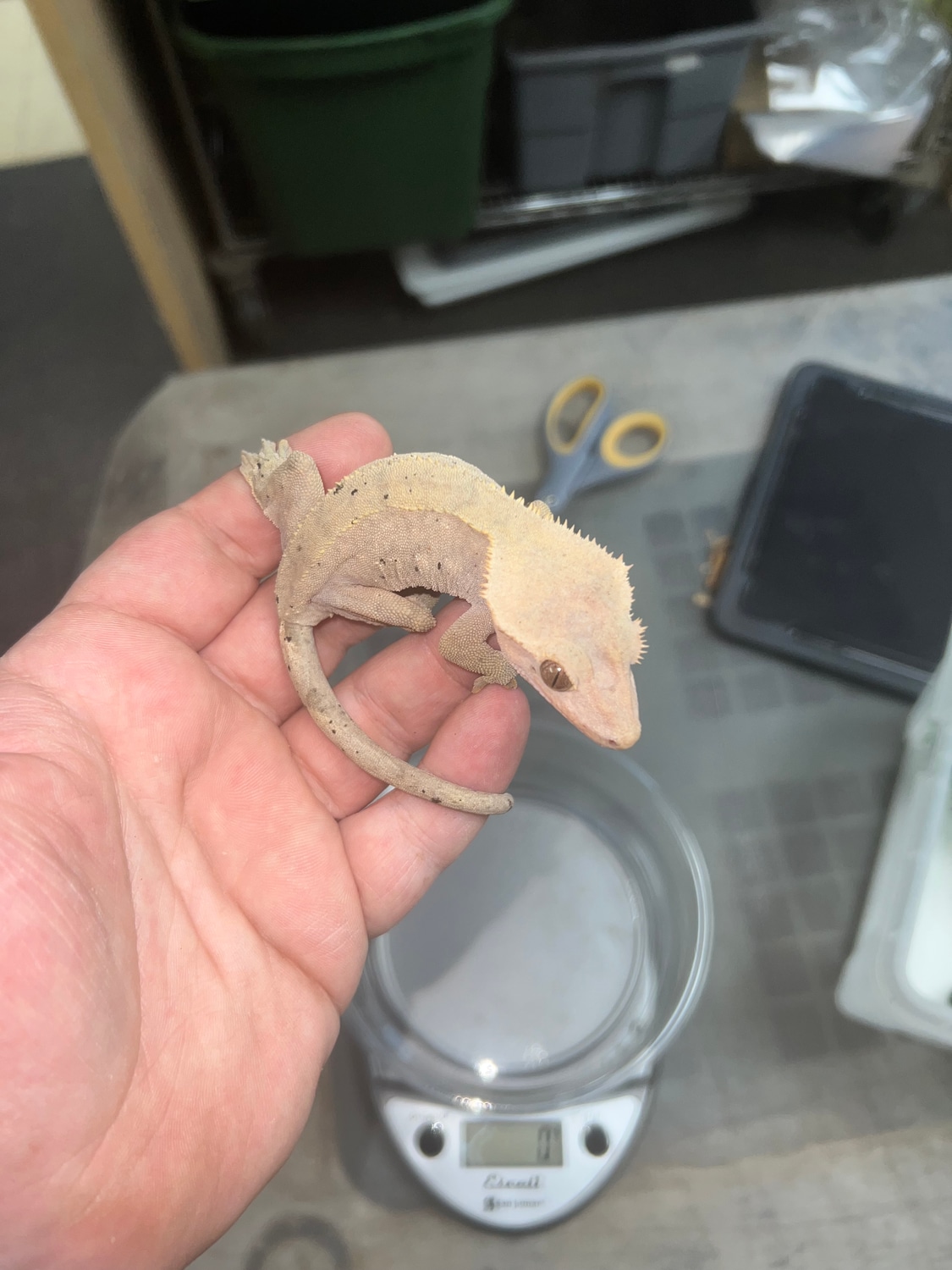 Adult Female Crested Gecko by Jungle Bob's Reptile World - MorphMarket