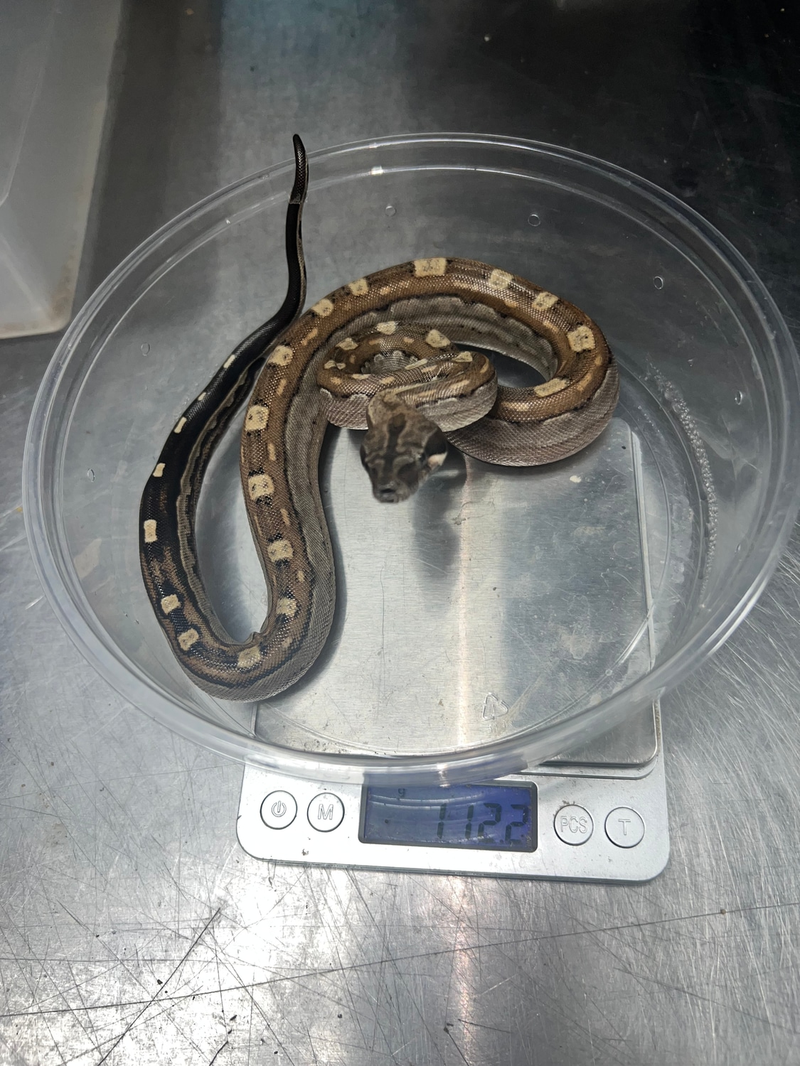 Key West Aztec 66% Het Kahl Boa Constrictor by Jungle Bob's Reptile ...