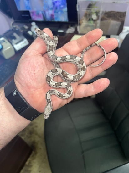 White Oak Gray Rat Snake by Jungle Bob's Reptile World